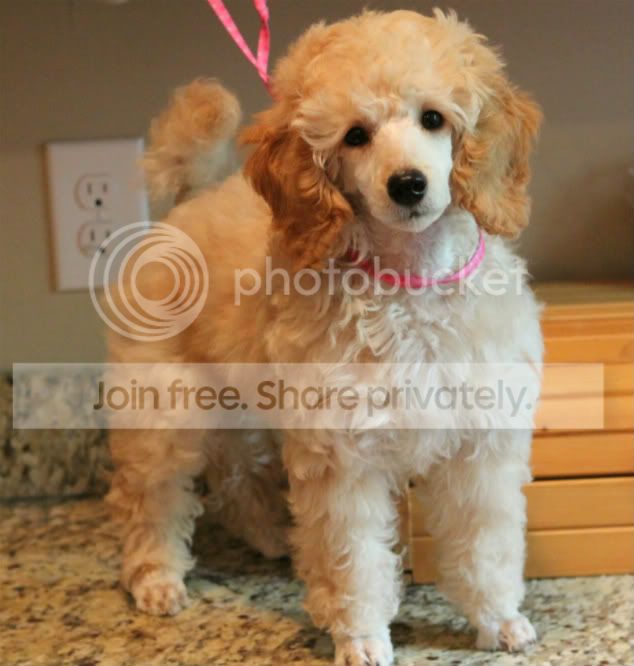52 Weeks of Sandy! | Poodle Forum