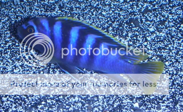 What would you keep with Demasoni? | AquariaCentral.com