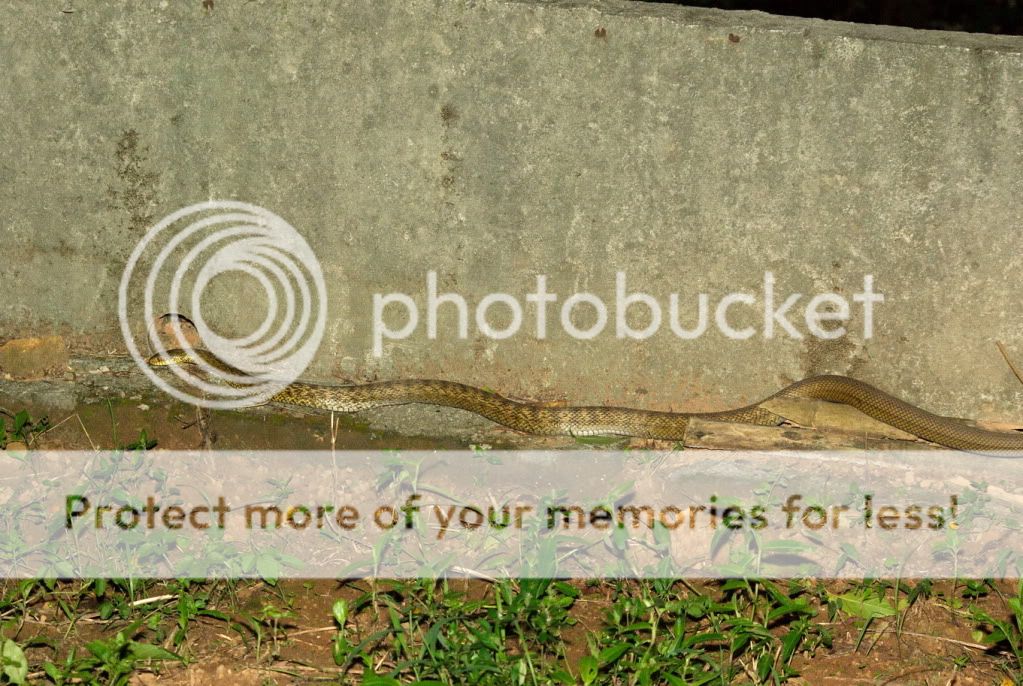 REPOST: More wild Elaphe c. carinata - Field Herp Forum