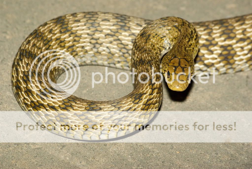 REPOST: More wild Elaphe c. carinata - Field Herp Forum