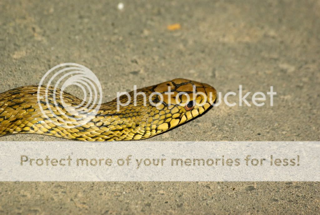 REPOST: More wild Elaphe c. carinata - Field Herp Forum