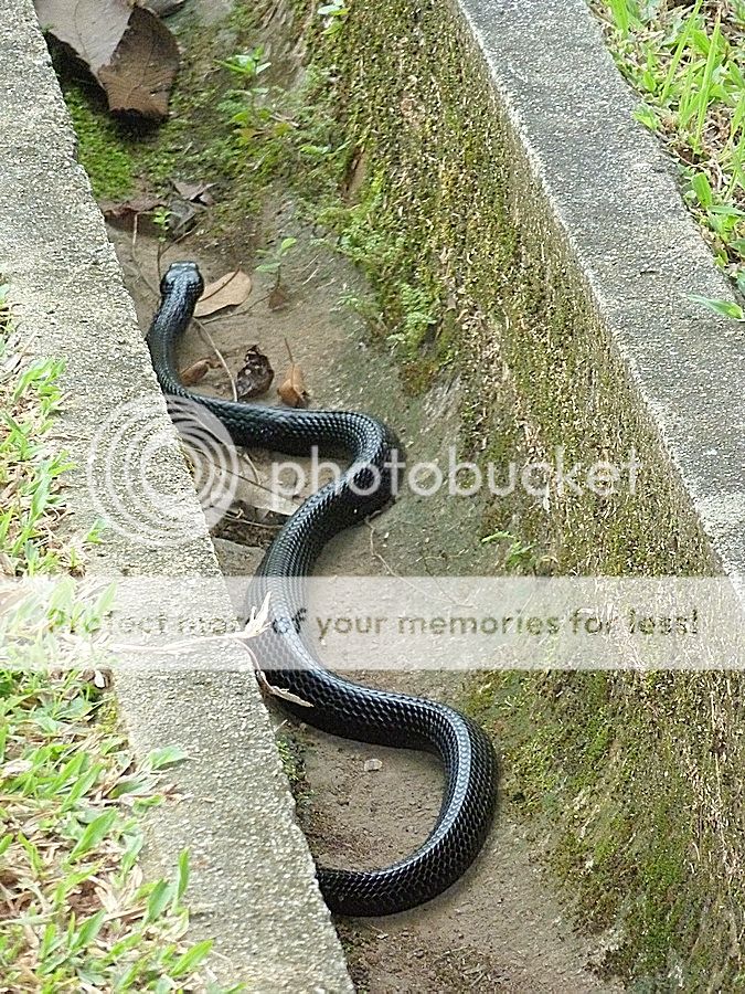 Borneo Dispatches #74: Stray Cats vs. Spitting Cobra - Field Herp Forum