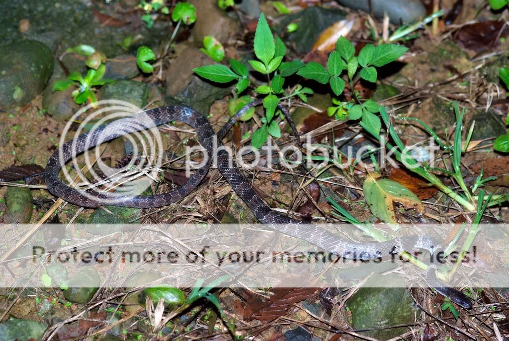 REPOST: Taiwan Wolf Snake; Lycodon r. ruhstrati - Field Herp Forum
