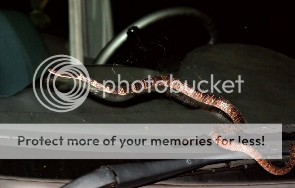 REPOST: Taiwan Wolf Snake; Lycodon r. ruhstrati - Field Herp Forum