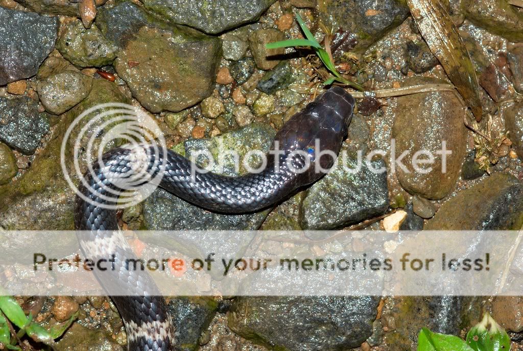 REPOST: Taiwan Wolf Snake; Lycodon r. ruhstrati - Field Herp Forum