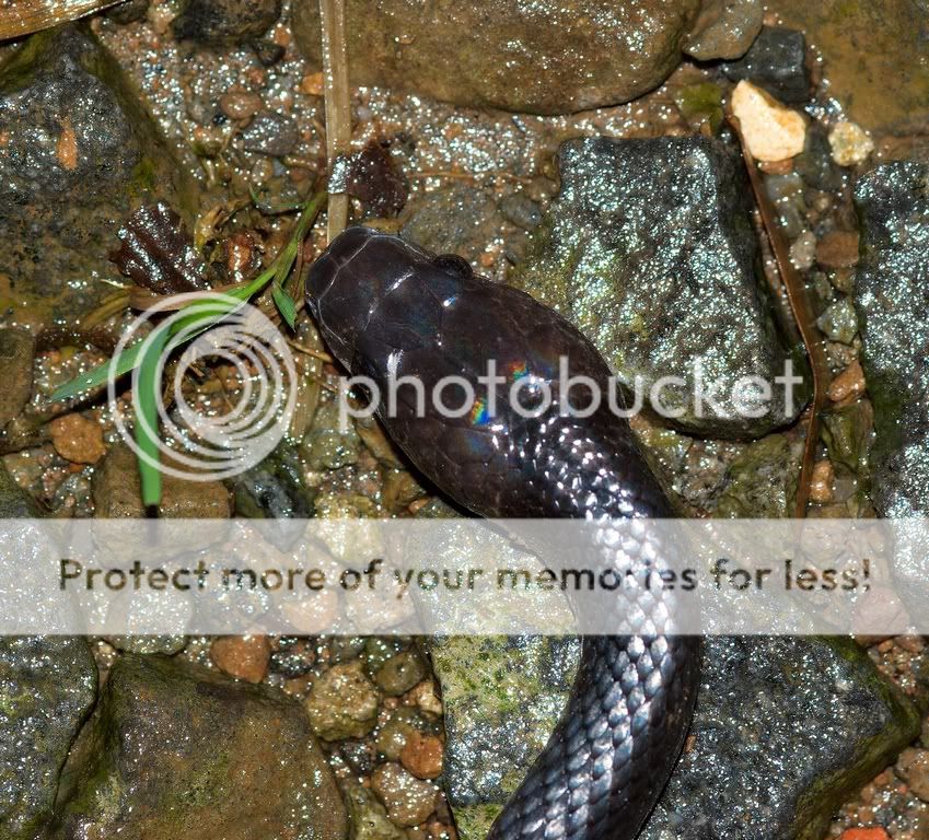 REPOST: Taiwan Wolf Snake; Lycodon r. ruhstrati - Field Herp Forum