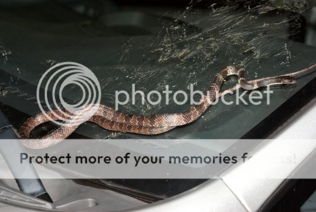 REPOST: Taiwan Wolf Snake; Lycodon r. ruhstrati - Field Herp Forum