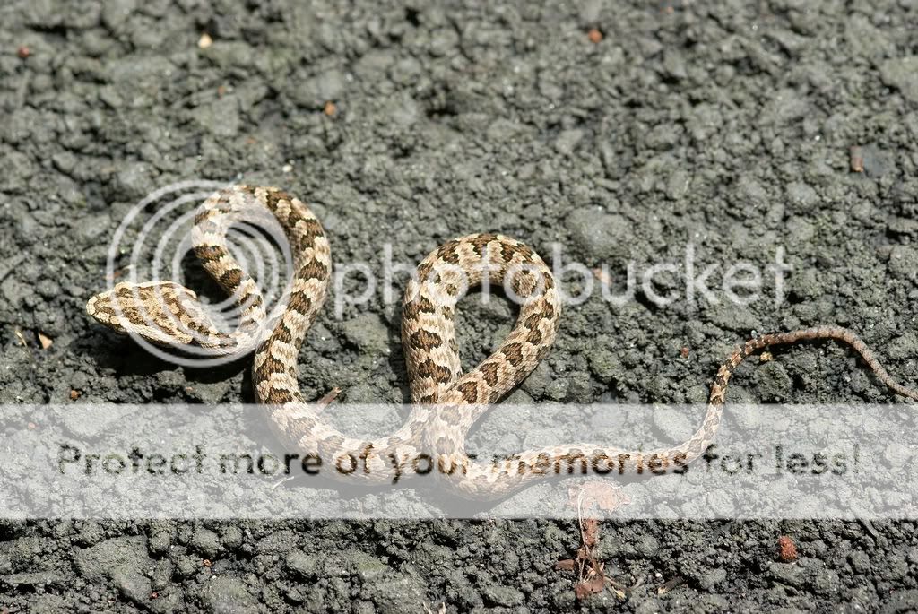 Habu Baby - Baby Habu - Field Herp Forum