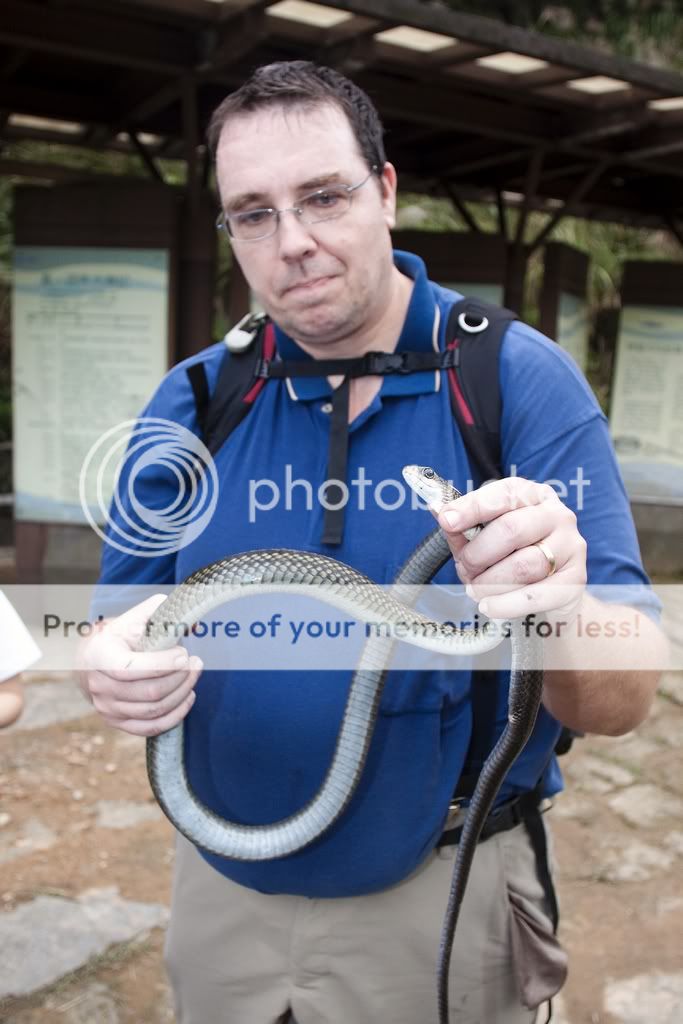 REPOST: Wild Ptyas dhumnades - Field Herp Forum