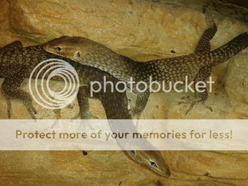 The Dwarf Monitor thread :) | Page 456 | Reptile Forums