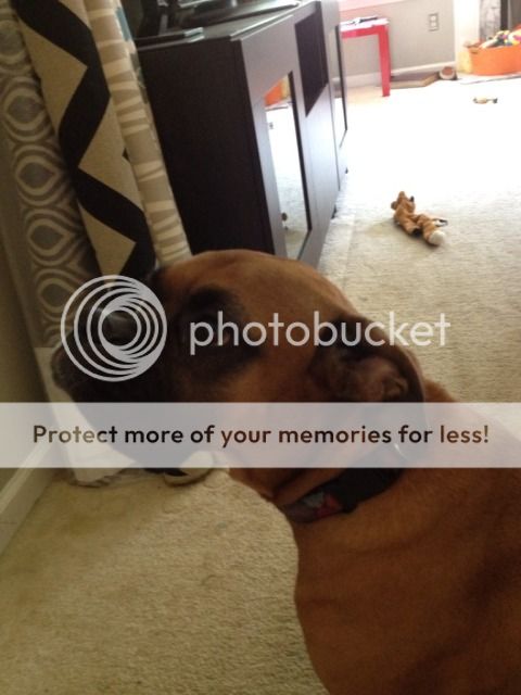 Long nose? | Boxer Breed Dog Forums