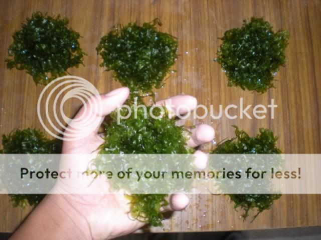 Using freshwater 'seaweed' for Luderick - Ausfish fishing Australia ...