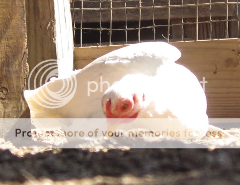 What breed? White Cornish? Asils? Rocks? | BackYard Chickens - Learn ...