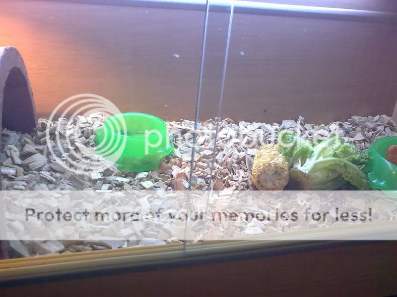 My neighbours' neglected tortoise - advice needed! | Reptile Forums