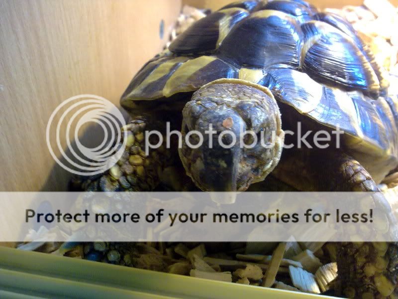 My neighbours' neglected tortoise - advice needed! | Reptile Forums