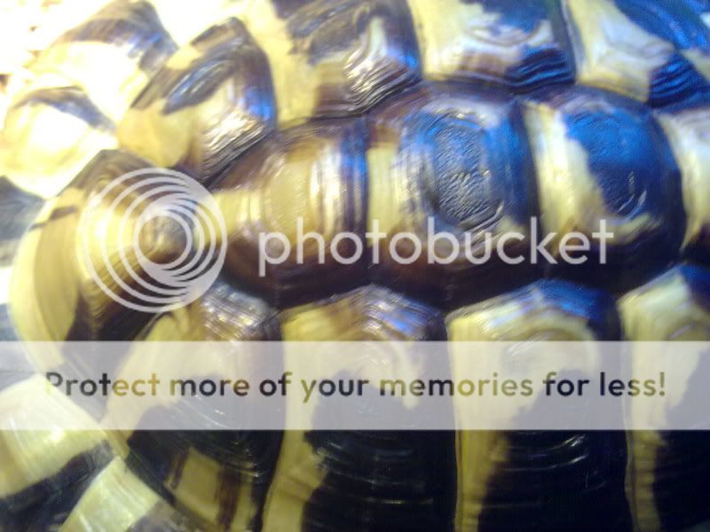 My neighbours' neglected tortoise - advice needed! | Reptile Forums