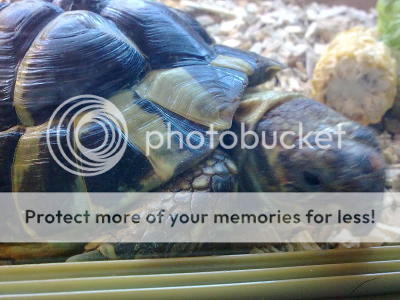 My neighbours' neglected tortoise - advice needed! | Reptile Forums