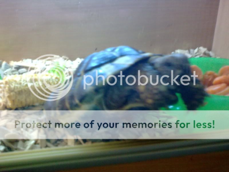 My neighbours' neglected tortoise - advice needed! | Reptile Forums