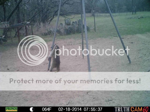 Looks What a Duke's Does to a Boar 'Coon - TexasBowhunter.com Community ...