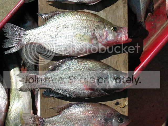 How to tell Male from Female Crappie? - Page 2