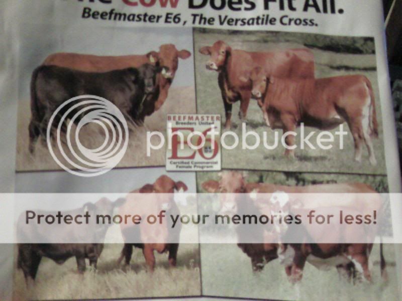 Beefmaster Angus Cross | CattleToday.com - Cattle, Cow & Ranching Community