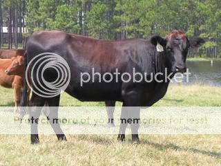Beefmaster Angus Cross | CattleToday.com - Cattle, Cow & Ranching Community
