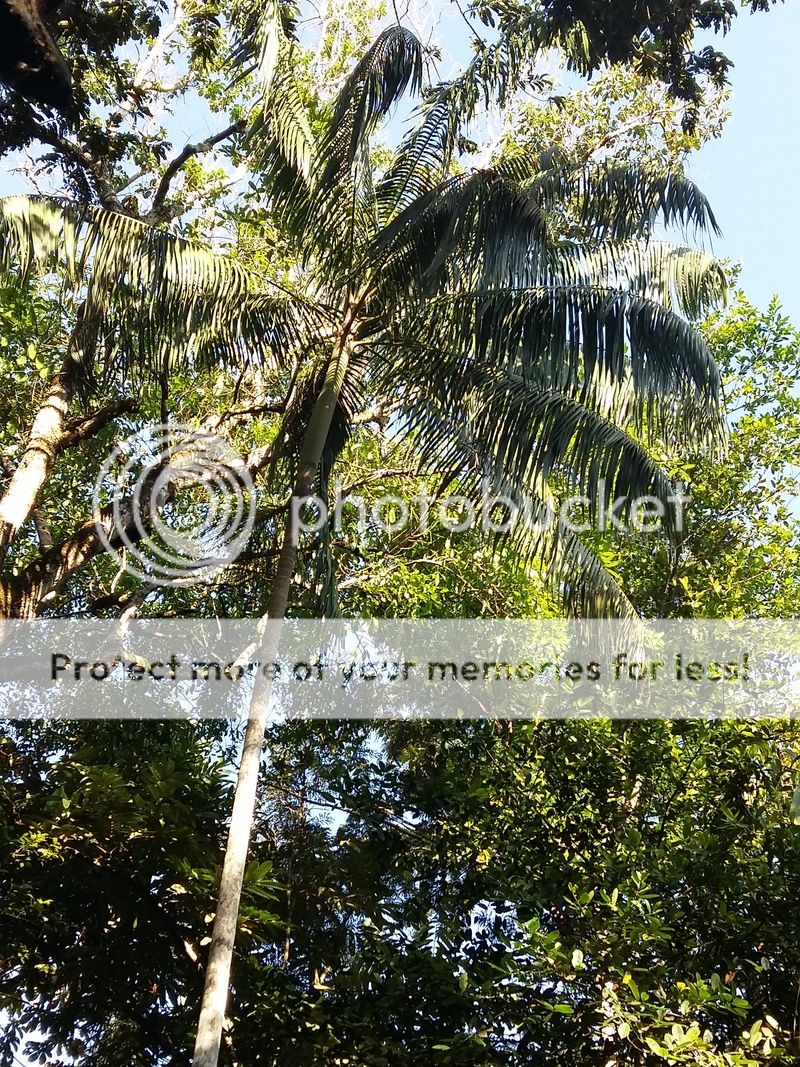 Euterpes in the morning sun - DISCUSSING PALM TREES WORLDWIDE - PalmTalk