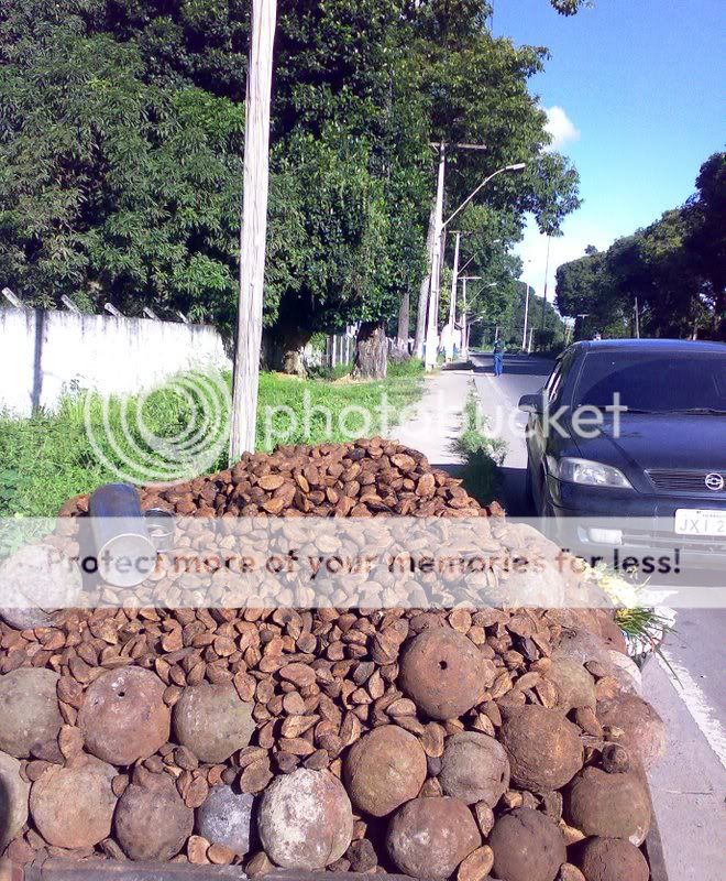 Brazil Nut Processing Plant - OHANA NUI - OFF TOPIC SUB-FORUM - PalmTalk