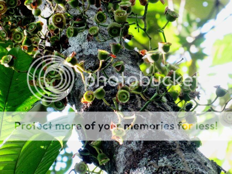 Goiaba de Anta (Tapir Guava) - TROPICAL LOOKING PLANTS - Other Than ...