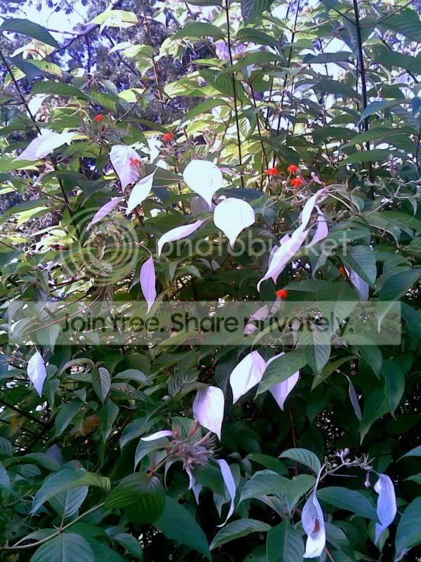 Plant ID - TROPICAL LOOKING PLANTS - Other Than Palms - PalmTalk