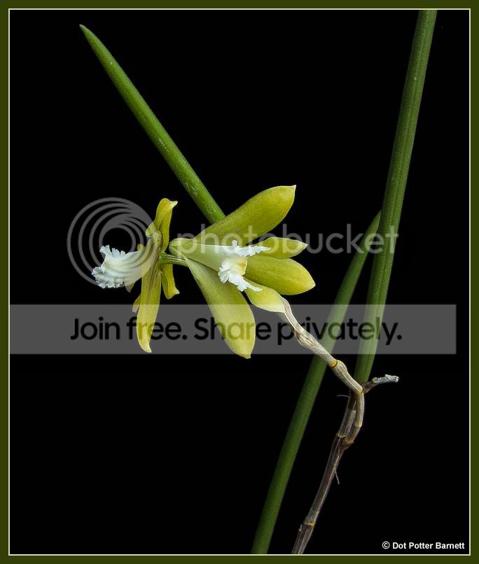 Den. bowmanii | Slippertalk Orchid Forum
