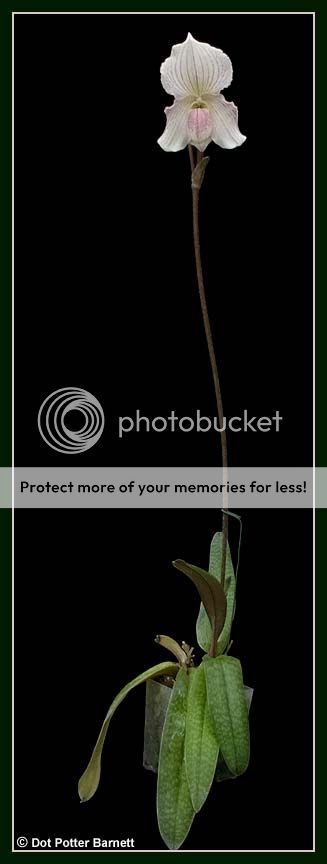 Paph. Angela | Slippertalk Orchid Forum