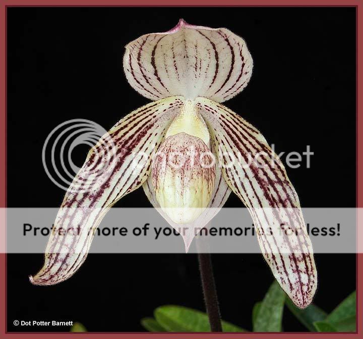 Paph. Gregory Booth | Slippertalk Orchid Forum