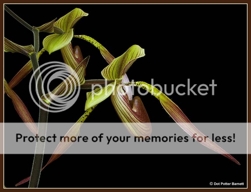 Paph. Julius | Slippertalk Orchid Forum