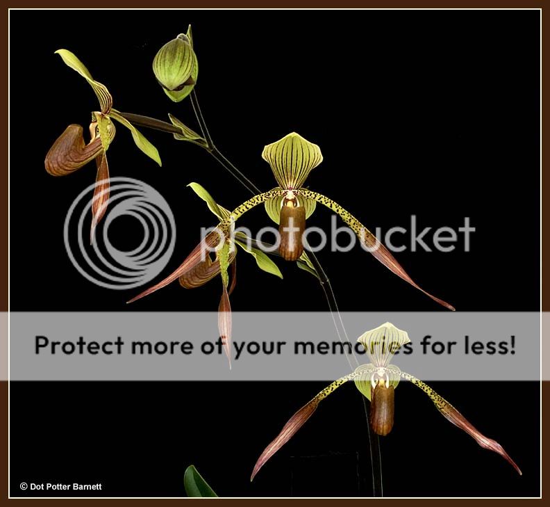 Paph. Julius | Slippertalk Orchid Forum