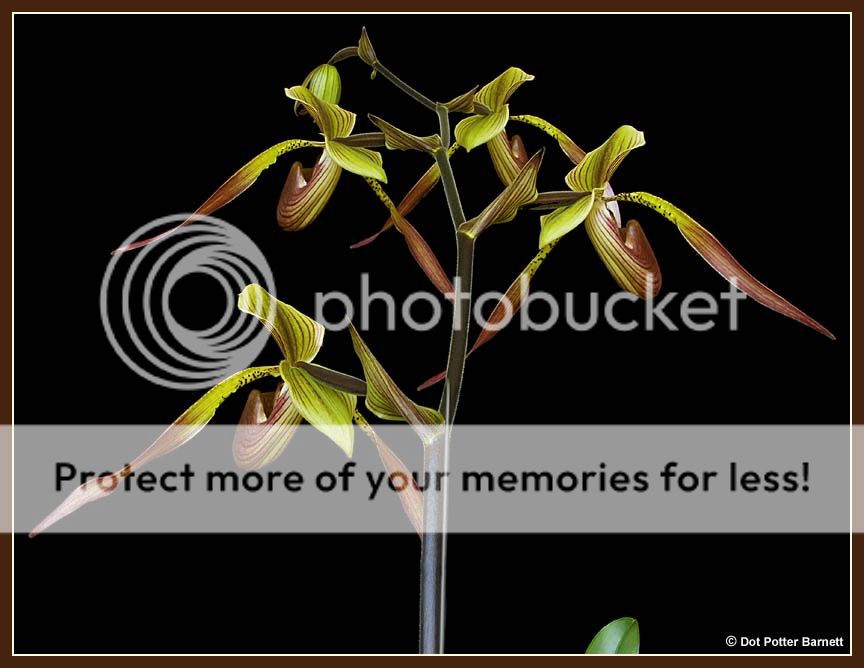 Paph. Julius | Slippertalk Orchid Forum