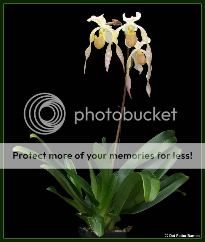 Paph. Mount Low | Slippertalk Orchid Forum