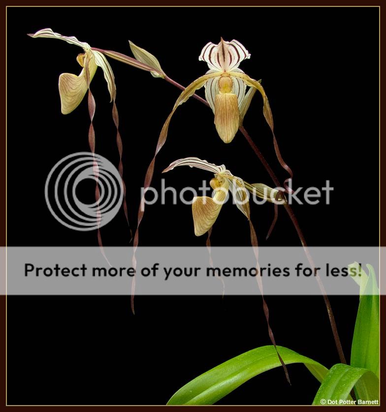 Paph. Mount Toro | Slippertalk Orchid Forum