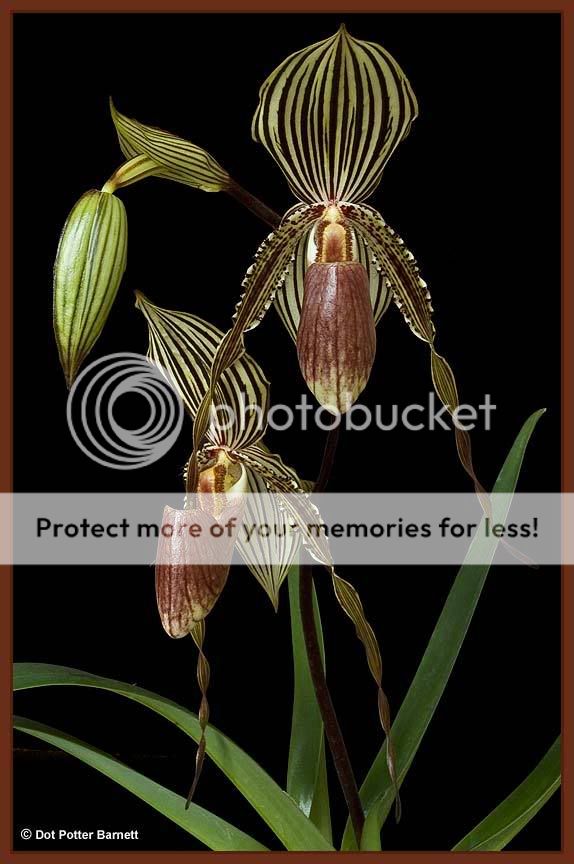 Paph. Susan Booth | Slippertalk Orchid Forum