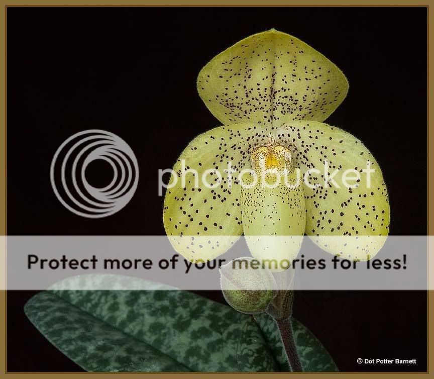 Paph. concolor | Slippertalk Orchid Forum