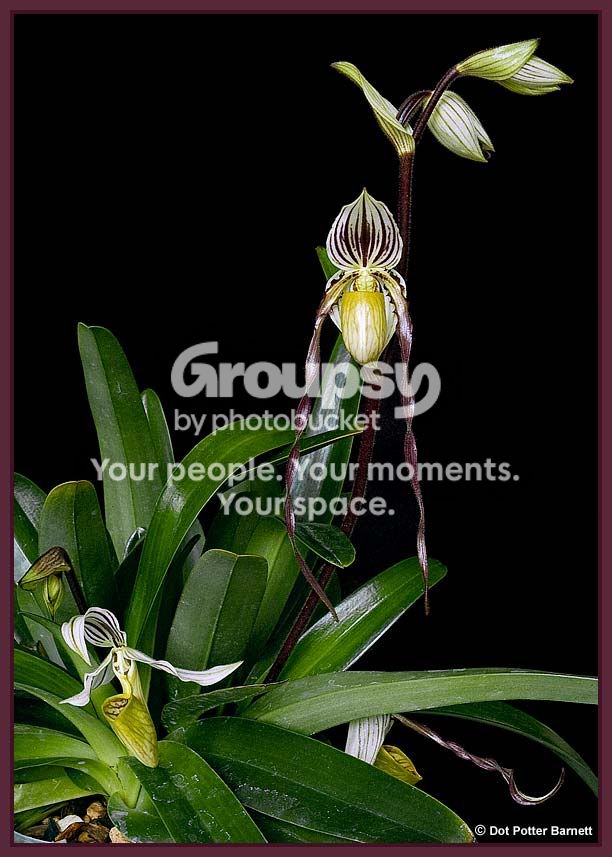 Paph. philippinense -- What do you think???? | Slippertalk Orchid Forum