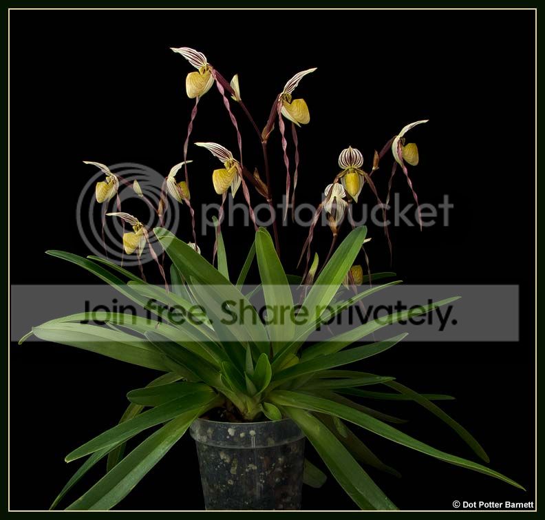 Paph. philippinense | Slippertalk Orchid Forum