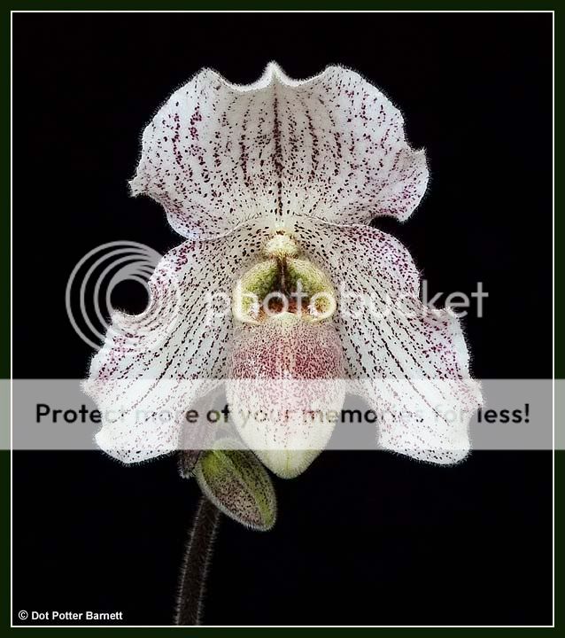 Paph. Angela | Slippertalk Orchid Forum