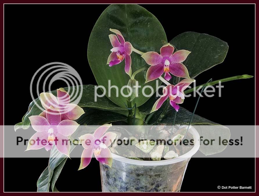 Phal. Frances Potter | Slippertalk Orchid Forum