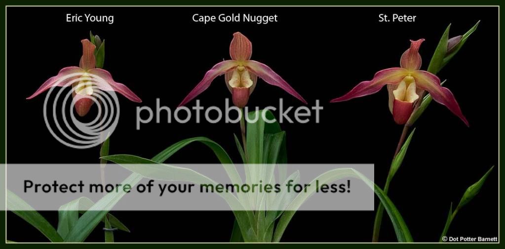 Phrag Comparison | Slippertalk Orchid Forum