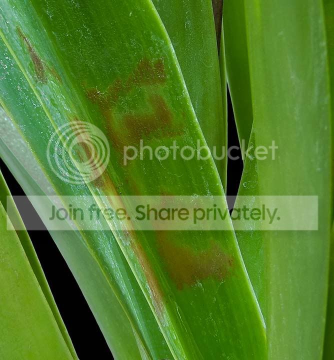Phrag leaves | Slippertalk Orchid Forum