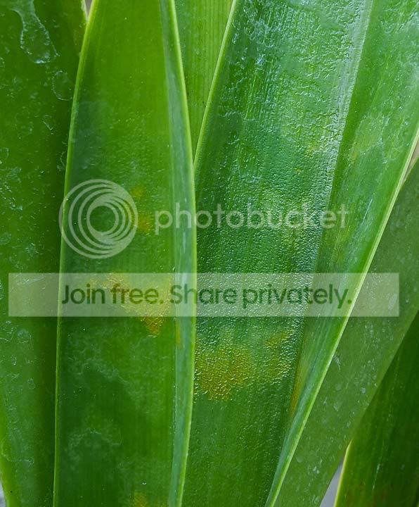 Phrag leaves | Slippertalk Orchid Forum