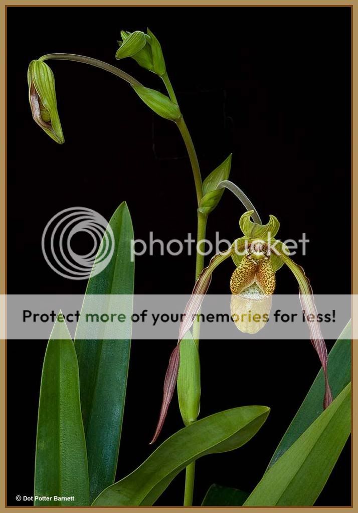 Phrag. Demetria | Slippertalk Orchid Forum