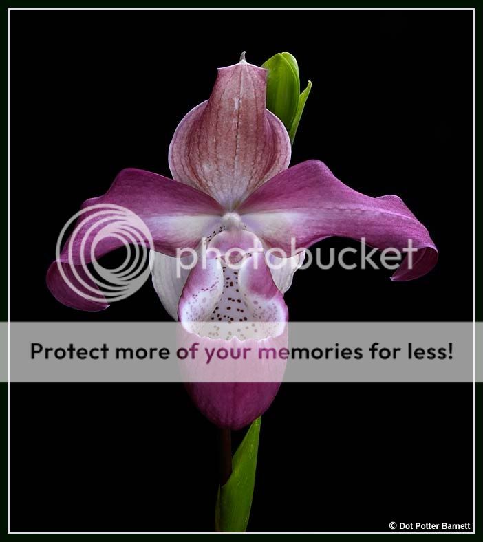 Phrag. Incan Treasure | Slippertalk Orchid Forum