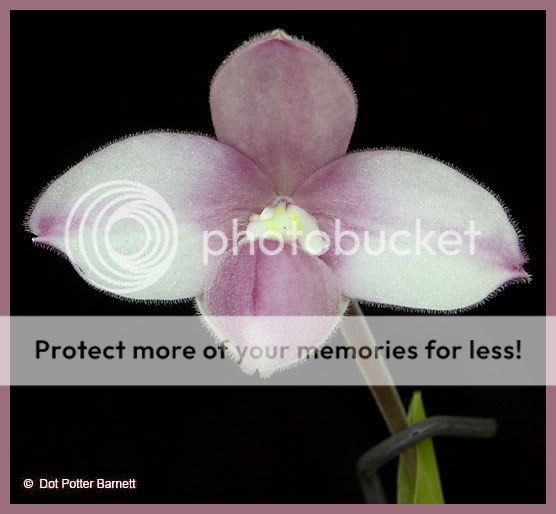 Phrag. fischeri | Slippertalk Orchid Forum